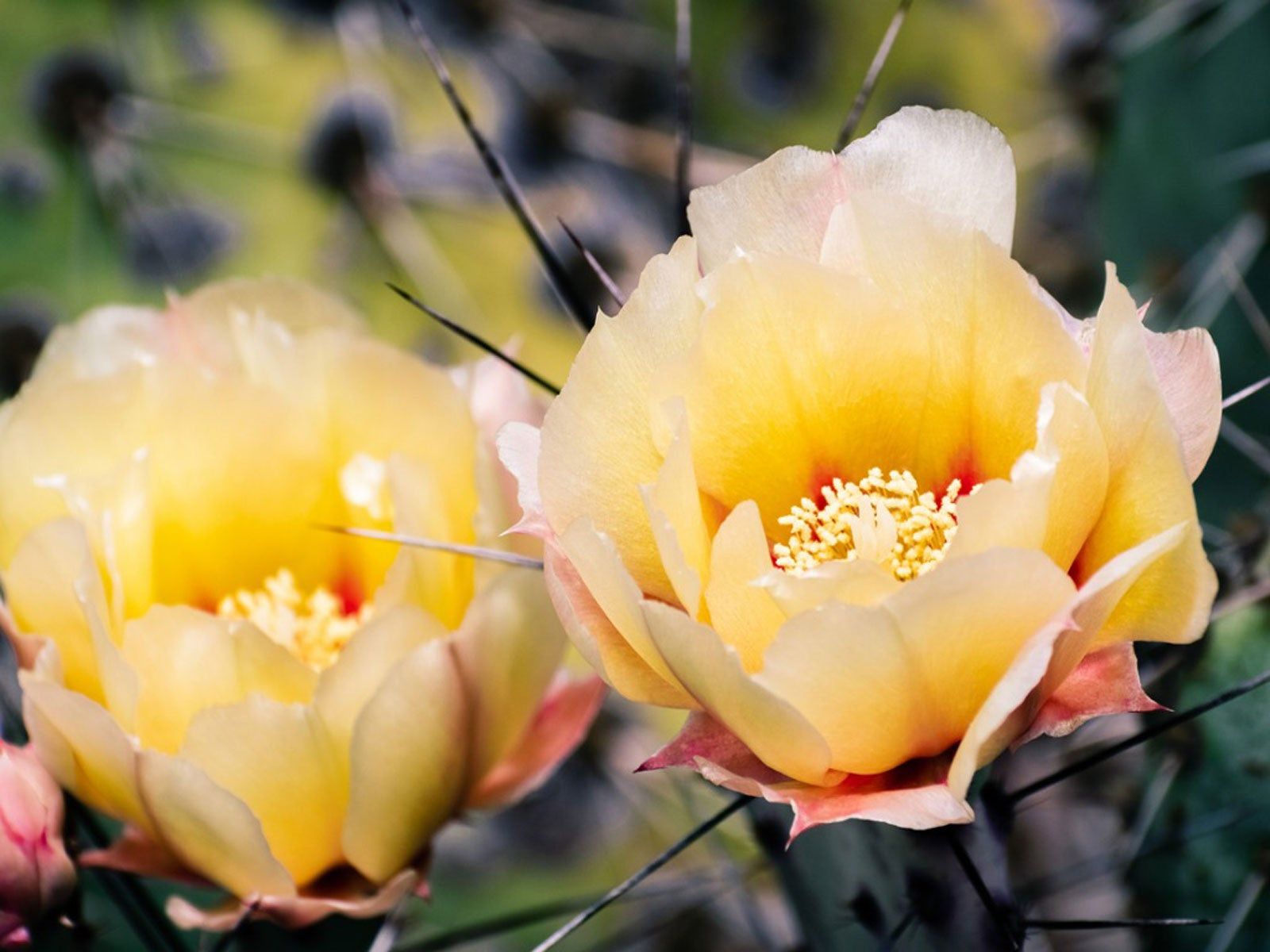 Best Flowering Cactus Types: How To Get Flowers For Dry Gardens ...