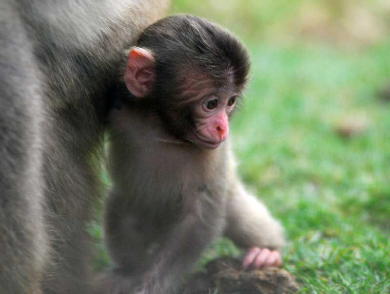 Cute Alert! Monkey Baby Boom Hits Scottish Zoo | Live Science