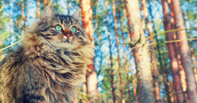 32 low energy cat breeds for owners who just want to chill | PetsRadar