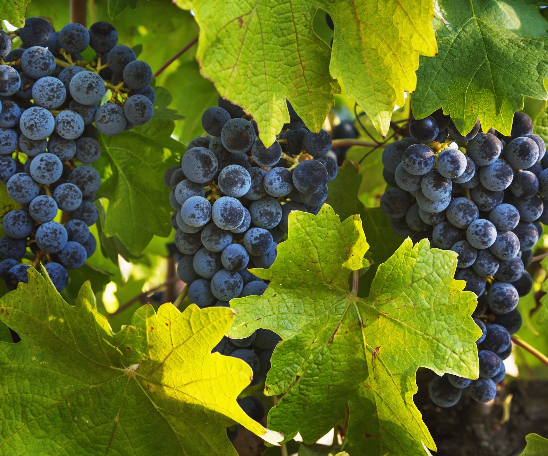 How to harvest grapes - 6 expert picking tips to know | Homes and Gardens