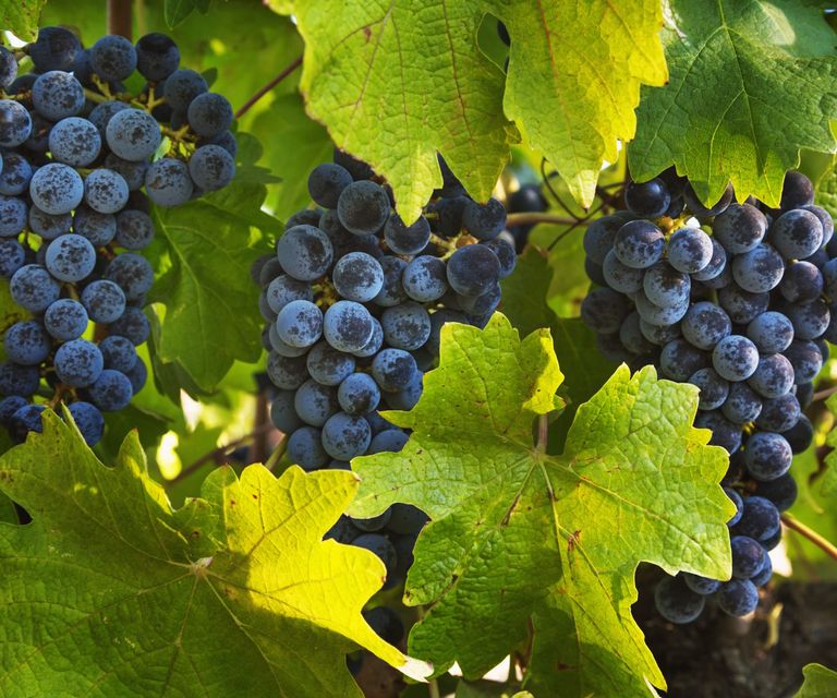 When to harvest grapes - expert tips for accurate picking | Homes and ...