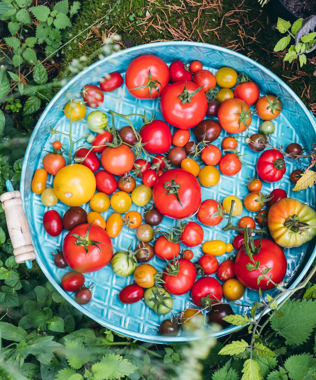 Tough-skinned tomatoes: tips to avoid this common problem | Gardeningetc