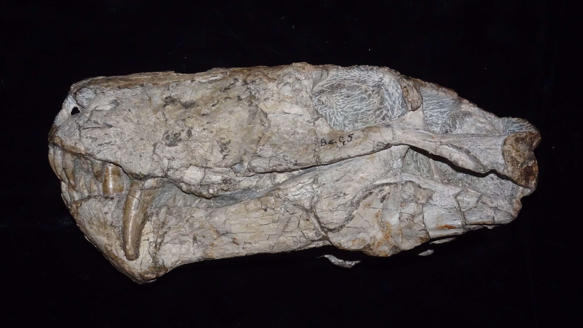 Monstrous 'gorgons' survived a mass extinction, but they were a 'dead ...