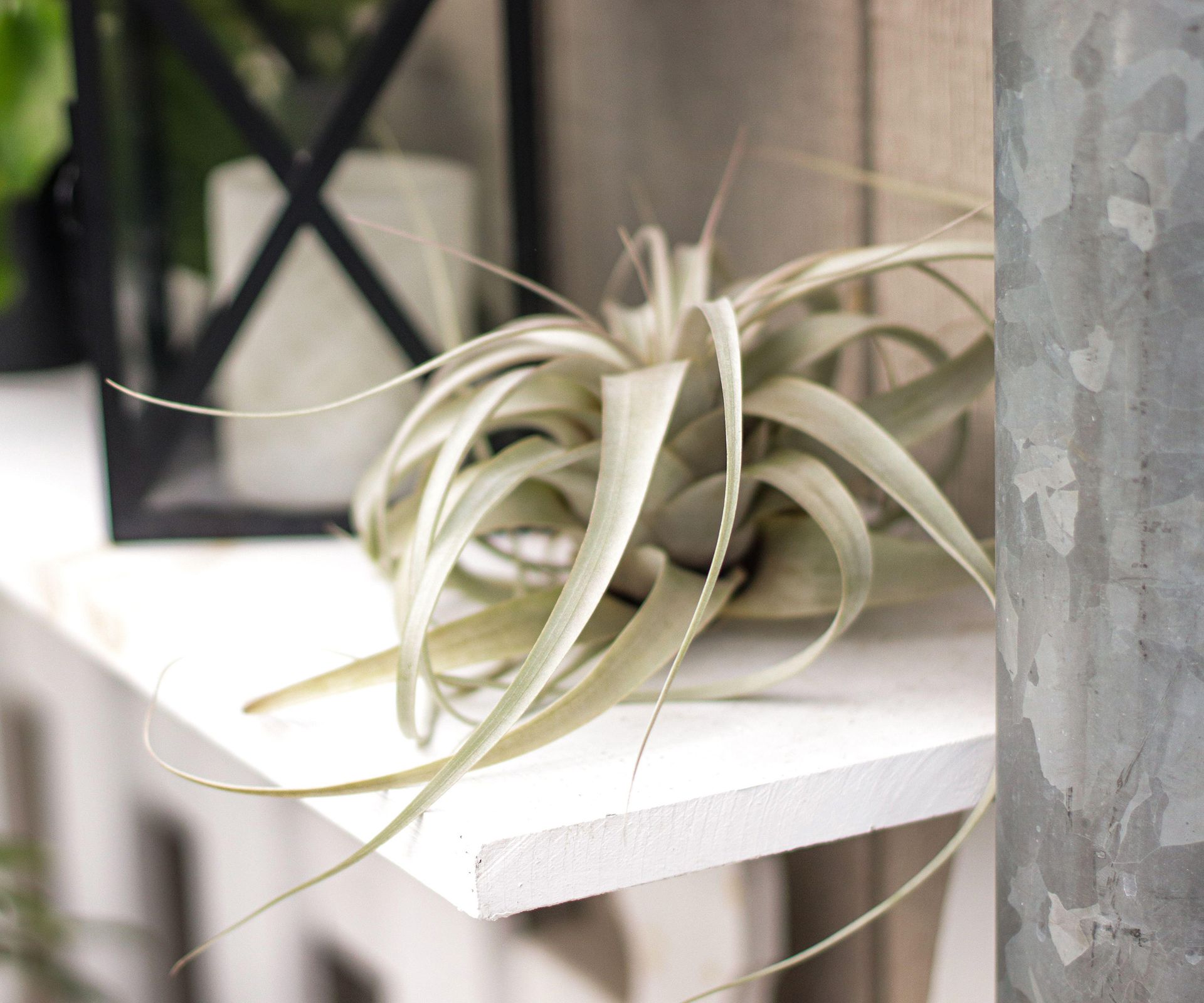 Types of air plants: 8 varieties and how to care for them | Homes and ...