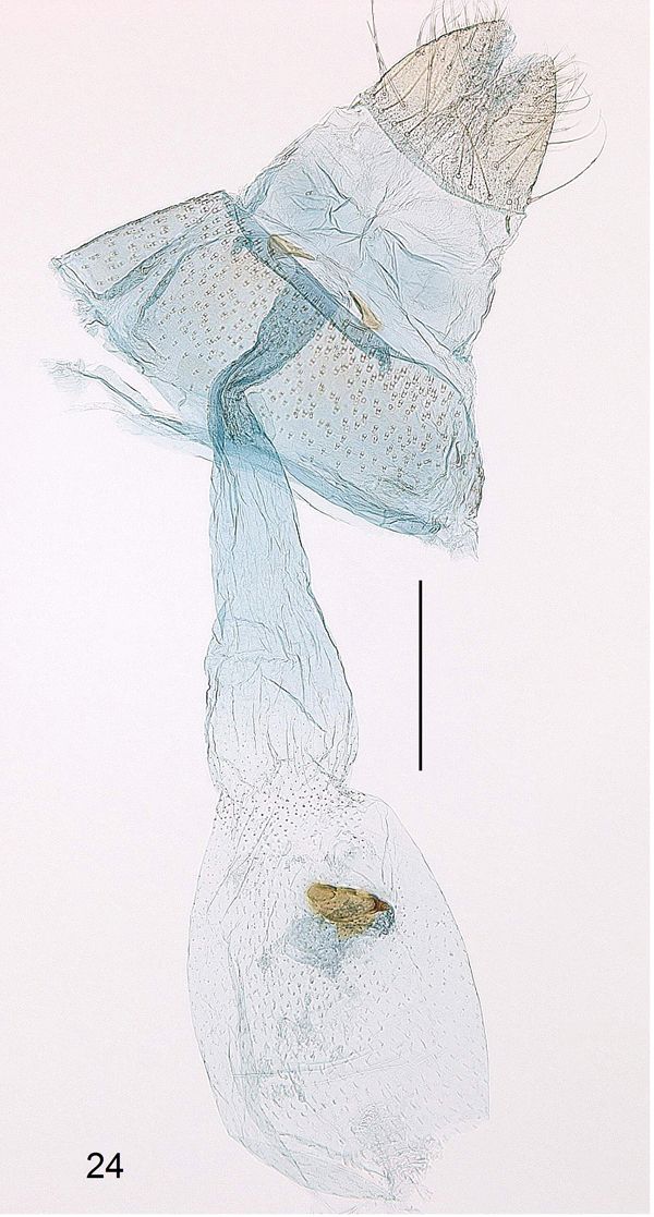 Hooks, Graps & Spines: IDing Moth Genitalia | Live Science