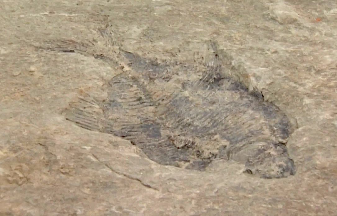 Creationist finds 60-million-year-old fish fossils, doesn't embrace ...