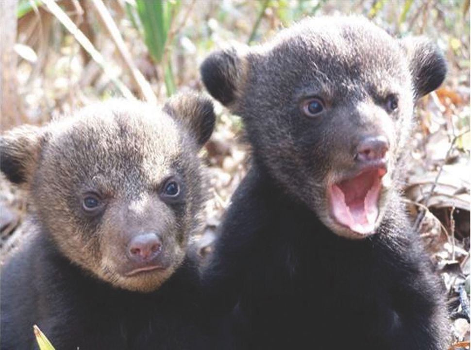 Real-Life 'Teddy Bear' Is No Longer Endangered | Live Science
