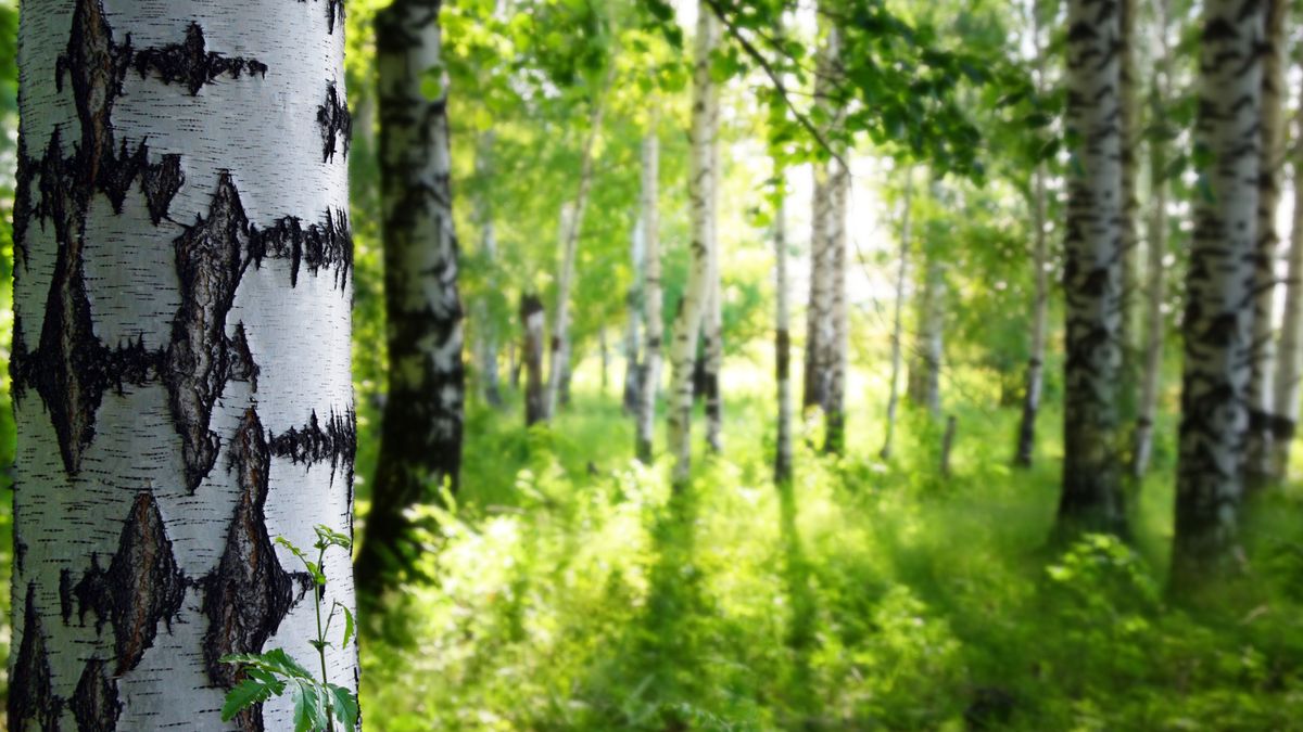 Phytoncides: the hidden power of plants and how hiking heals | Advnture