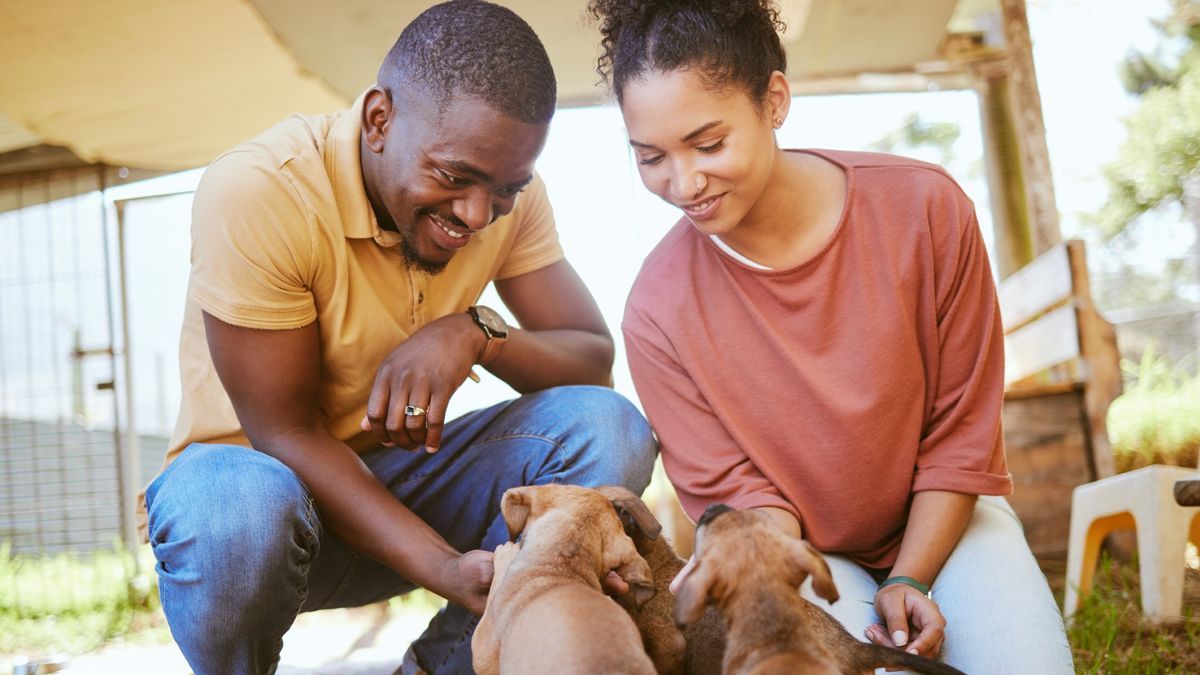 32 things to know about caring for a large-breed dog | PetsRadar