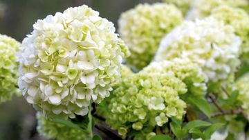 White Hydrangea Varieties – Tips For Growing White Hydrangeas ...