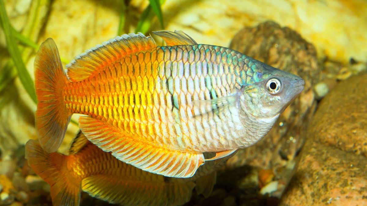 Types of freshwater fish for pets you can keep at home | PetsRadar