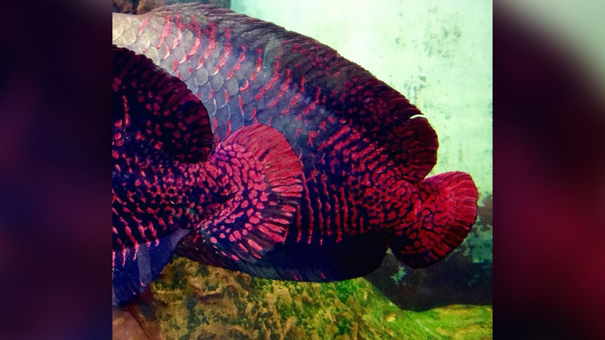 Amazon 'river monster' turns up dead in Florida | Live Science