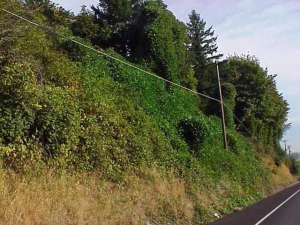 Alien Invaders: Destructive Invasive Species | Live Science