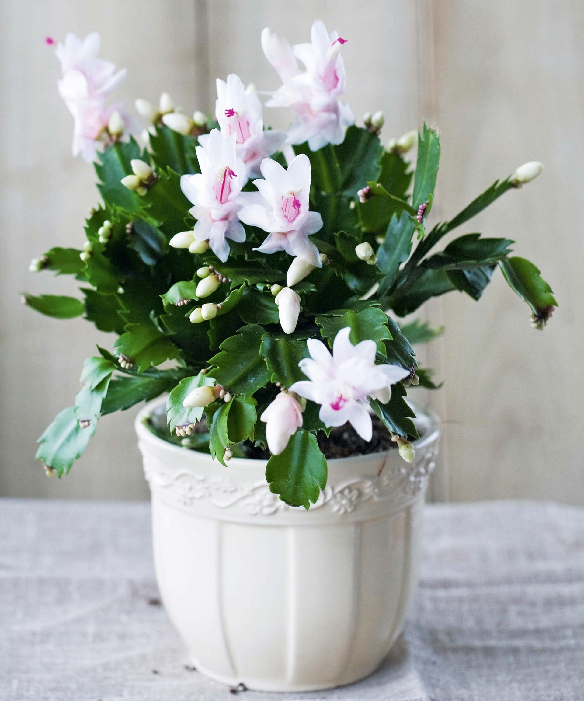 Thanksgiving Cactus Care: Grow Healthy, Flowering Plants | Gardening ...