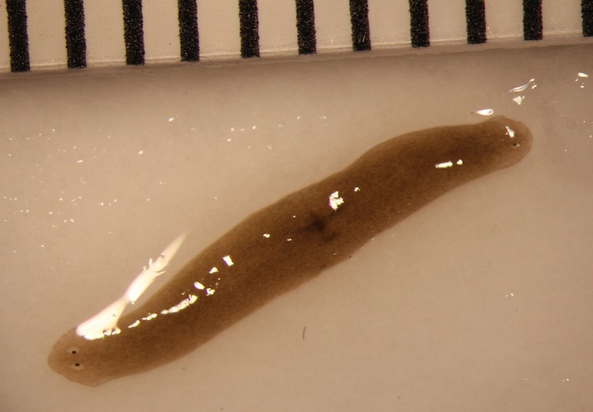Worm Grows 2 Heads in Space, Surprising Scientists | Space