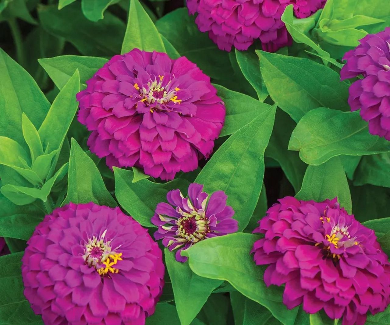 How to propagate zinnias from cuttings in 3 easy steps | Homes and Gardens