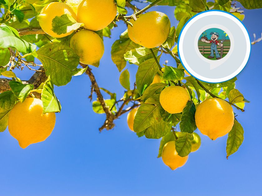 The Best Alexa Recipe and Cooking Skills | Tom's Guide