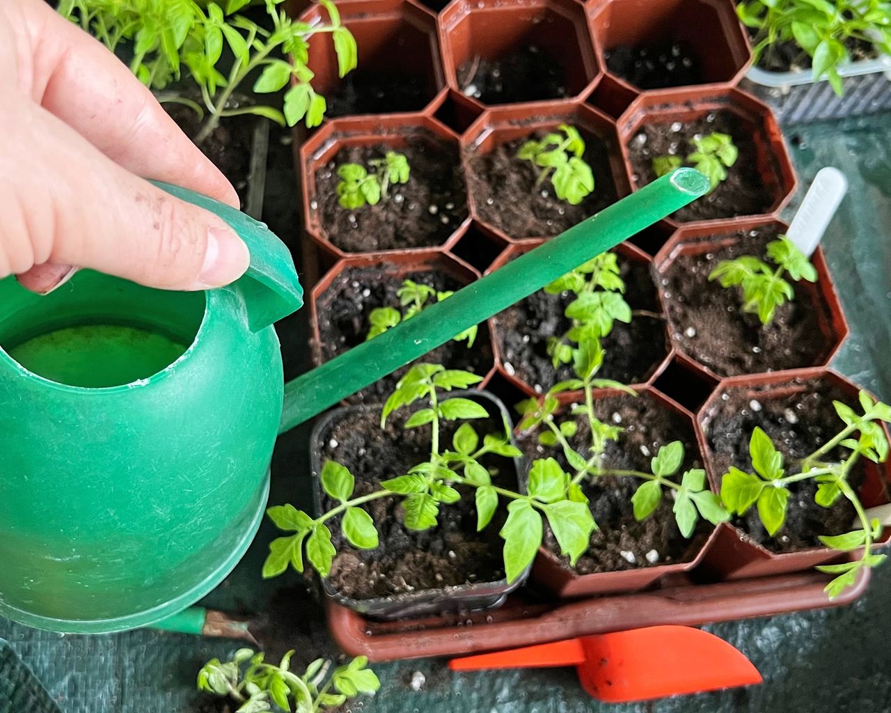 Fertilizing Seedlings The Right Way: Guide To Healthy Plants ...