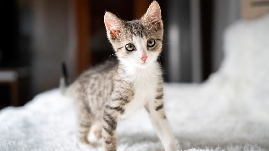 32 facts about kittens | PetsRadar