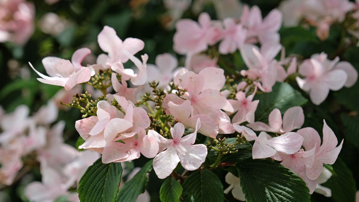 Types of Viburnum: 16 Evergreen and Deciduous Varieties for Your Plot ...