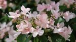 Are hydrangeas deer-resistant? 5 methods to protect them | Homes and ...
