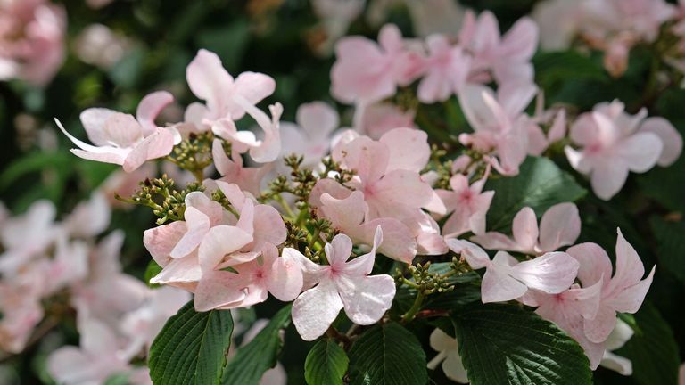 Best fragrant evergreens: expert-approved scented planted | Homes and ...
