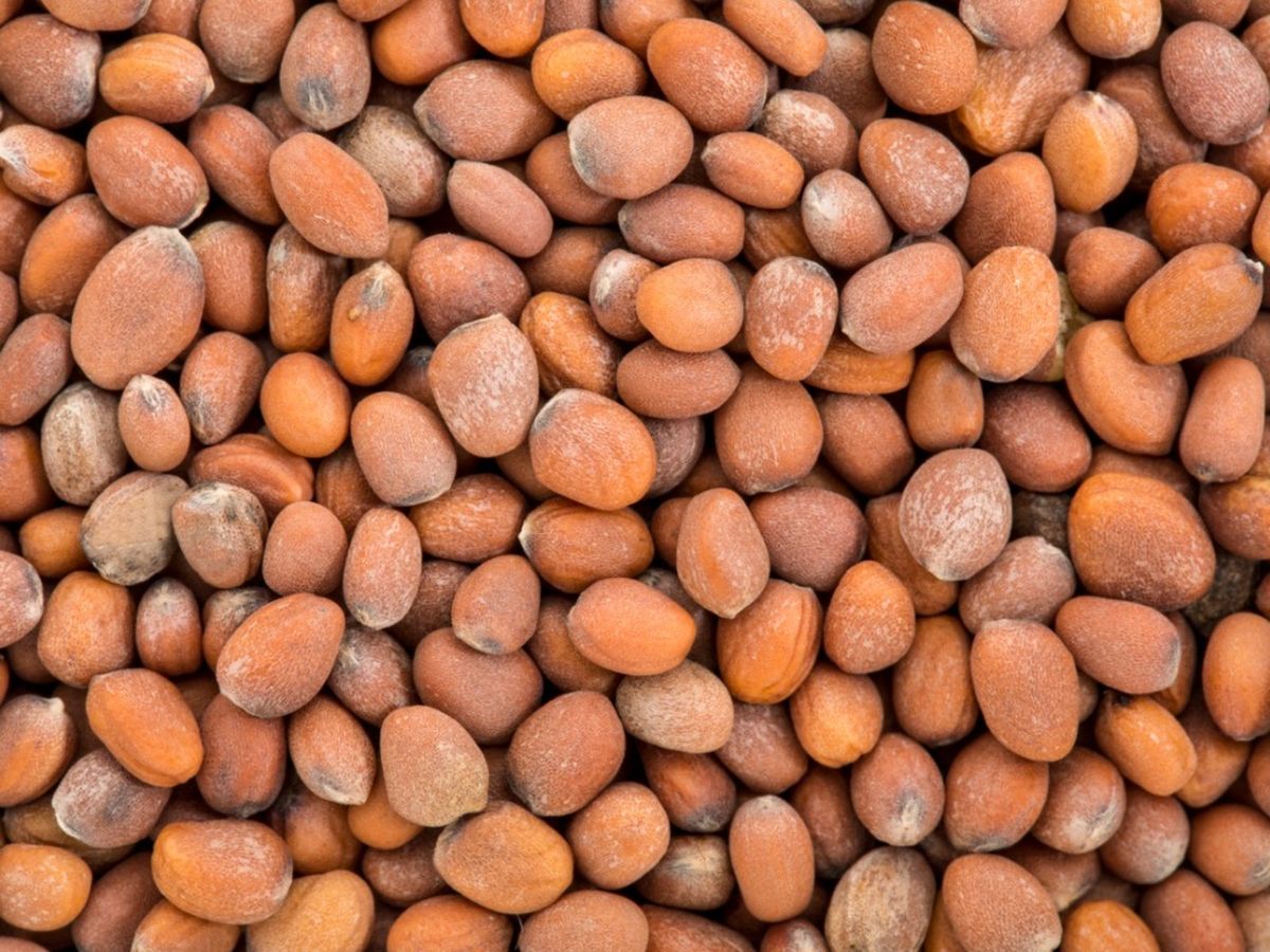 Radish Seed Pod Info - Can You Save Seeds From Radish Plants ...