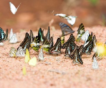 Butterfly puddlers: a guide to butterfly watering stations | Homes and ...