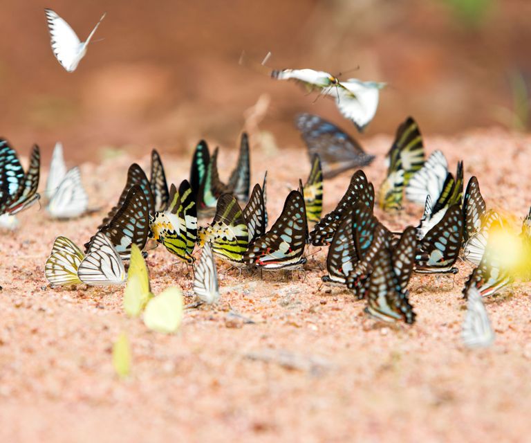 Butterfly puddlers: a guide to butterfly watering stations | Homes and ...