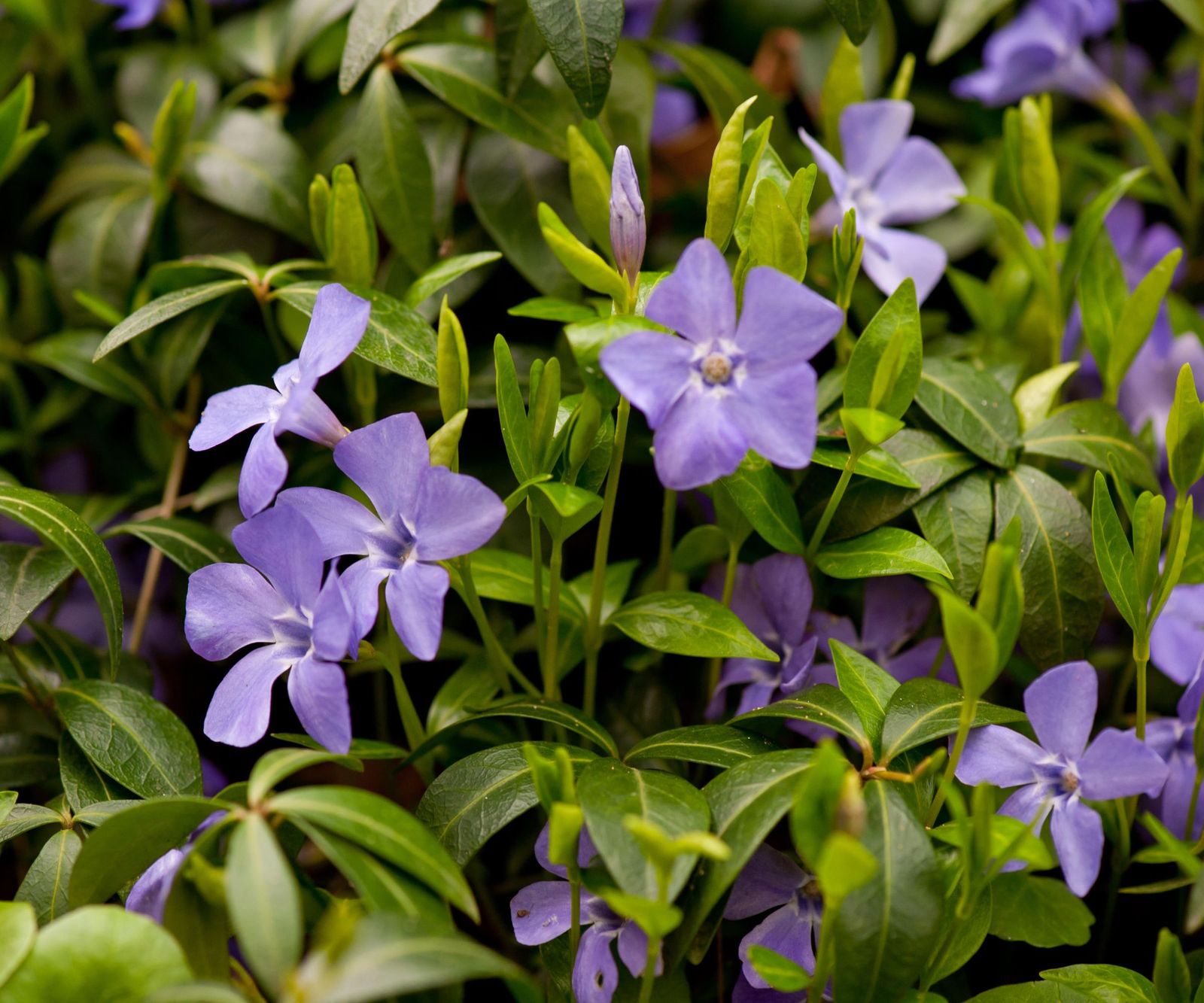 Best evergreen ground cover plants: low maintenance options | Homes and ...