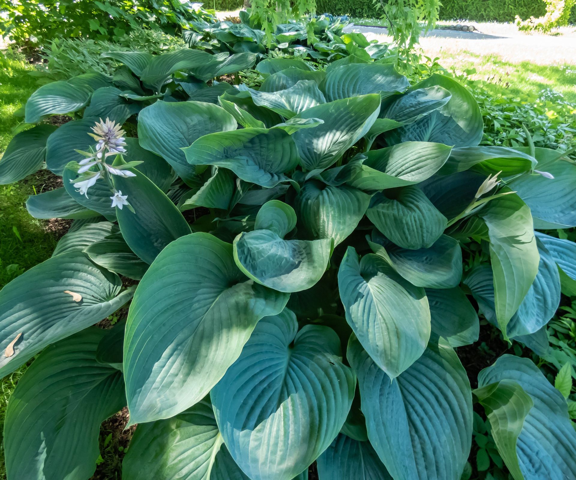 6 Of The Largest Hosta Plants You Can Grow In Your Yard | Gardening ...