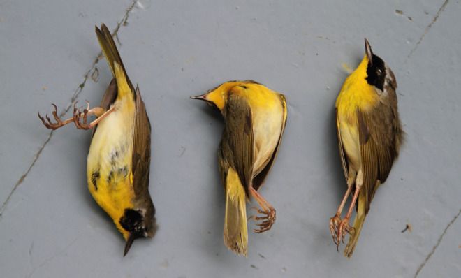 A macabre memorial to fallen birds | The Week