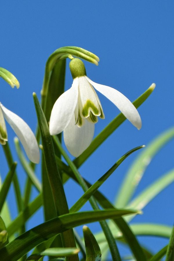 Planting Snowdrops In The Green - What Are Snowdrops In The Green ...
