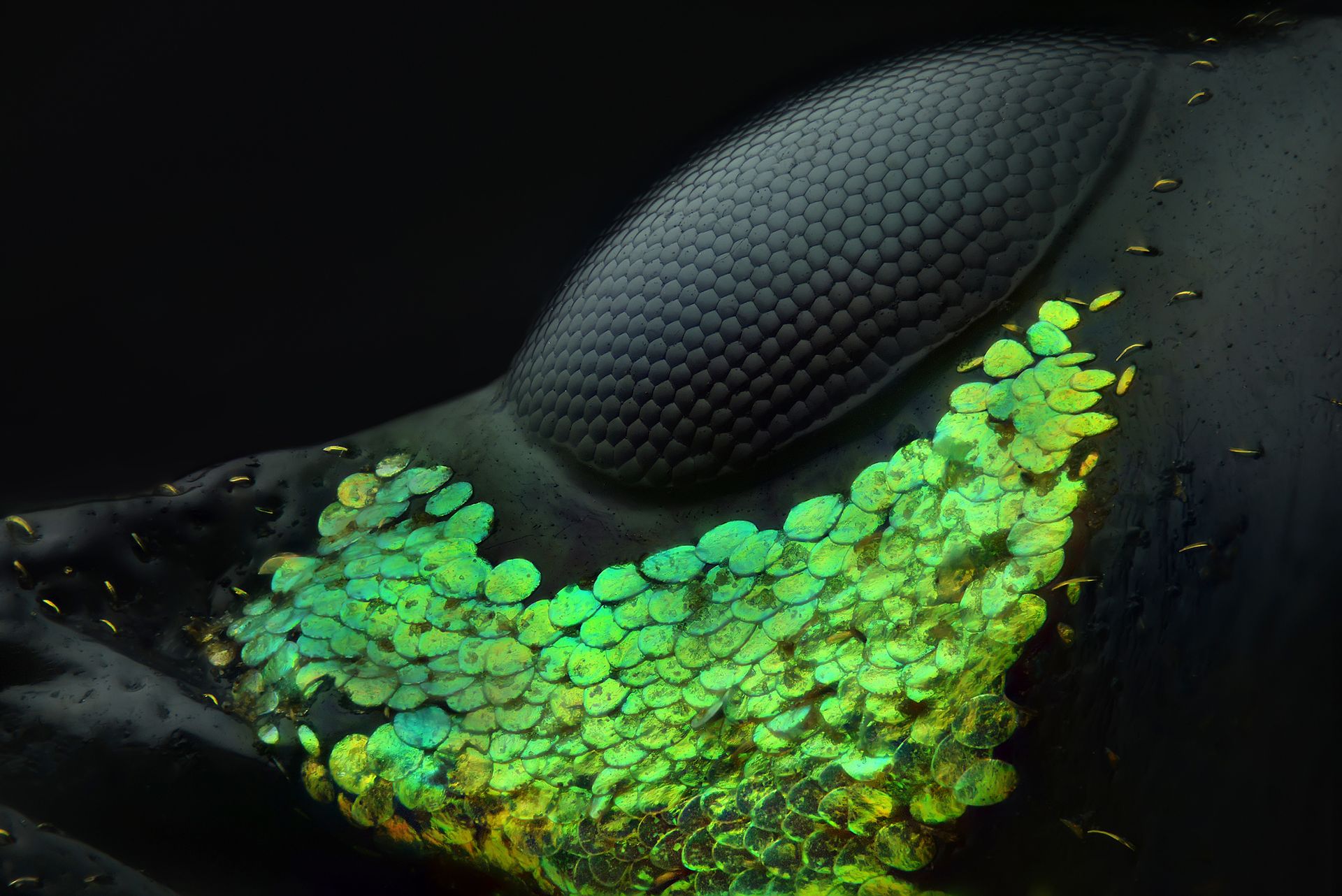 Spangled Beetle Eye and Retinal 'Fireworks' Dazzle in Nikon Photo ...
