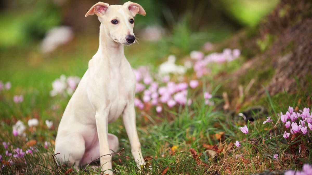 23 quietest dog breeds that make peaceful companions | PetsRadar