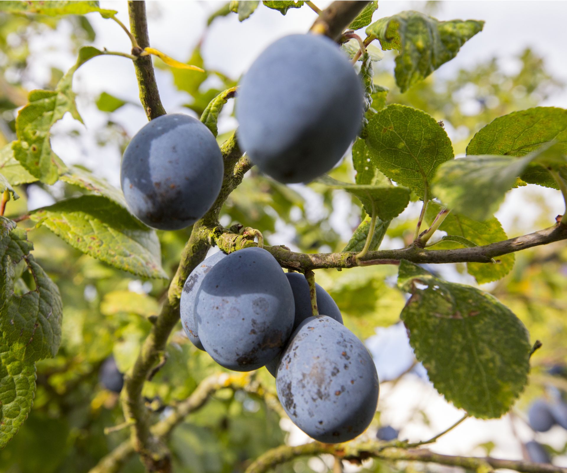 How to grow a damson tree - expert tips for healthy trees | Homes and ...