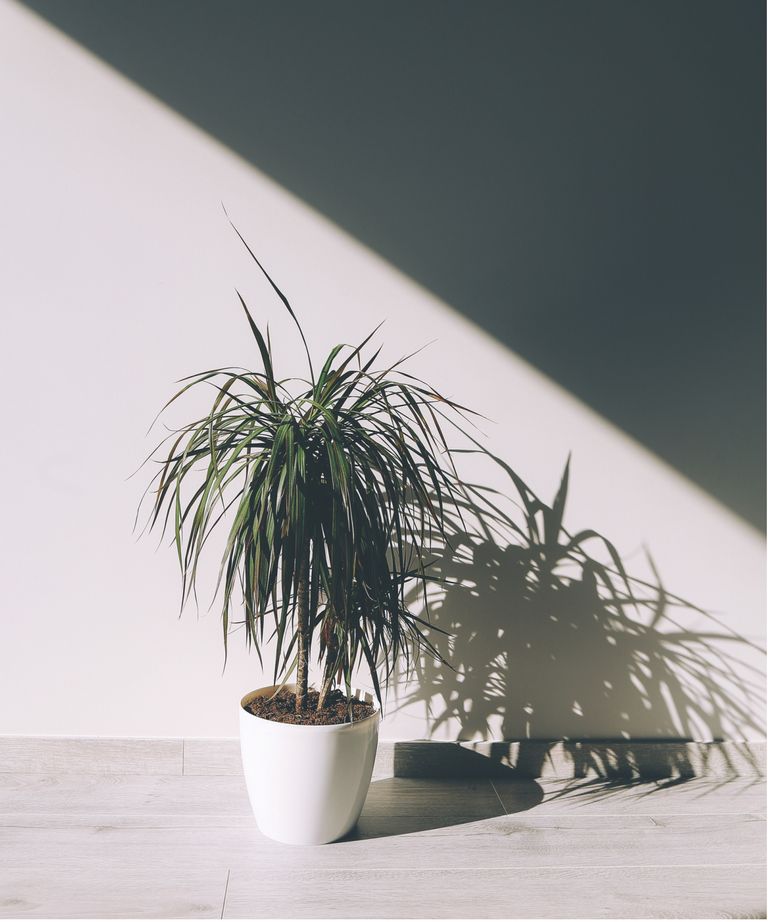 How to care for dragon tree plant: Experts share advice | Homes and Gardens