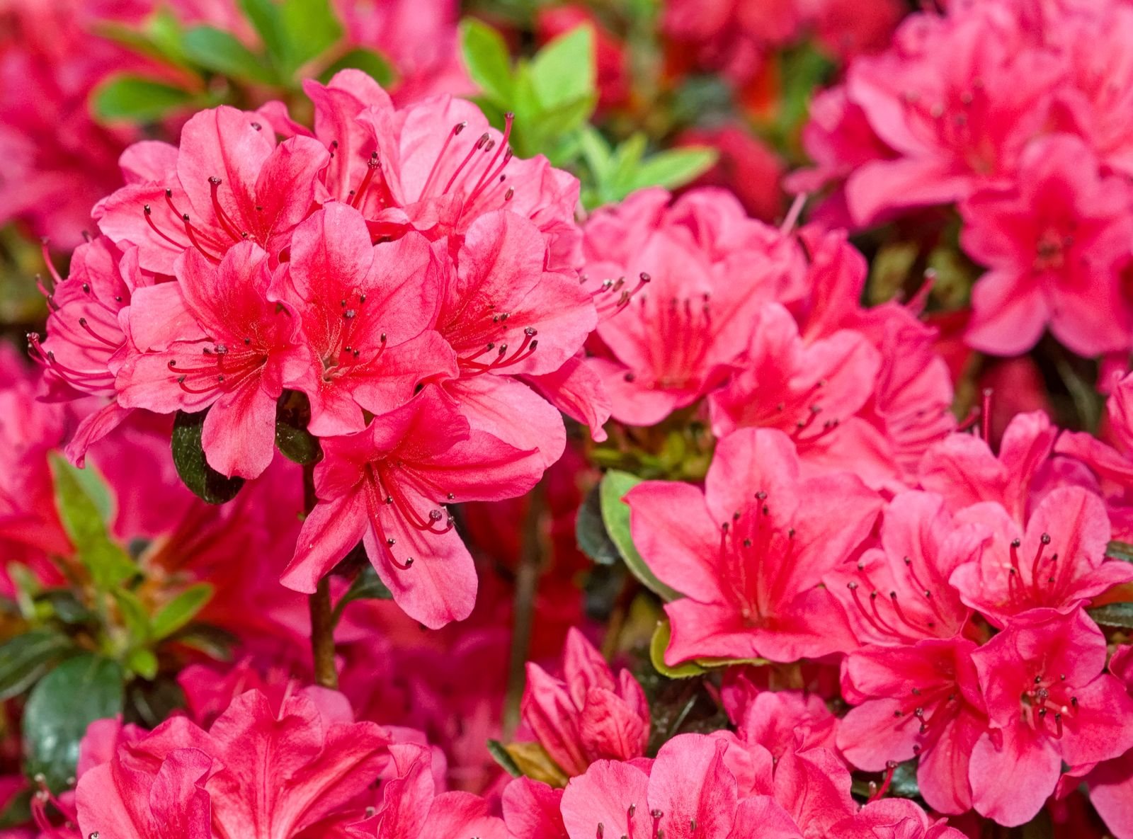 8 Luckiest Lunar New Year Plants For The Year Of The Dragon | Gardening ...