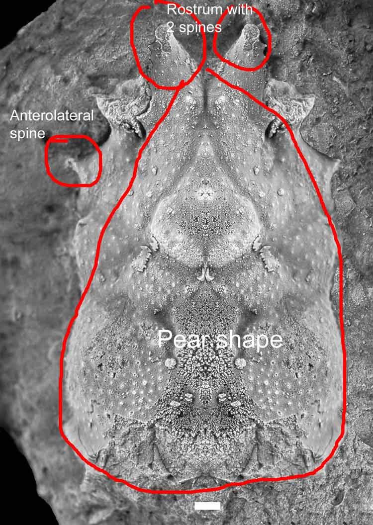 Image Gallery: Tiny Crustaceans Found in Fossil Reef | Live Science
