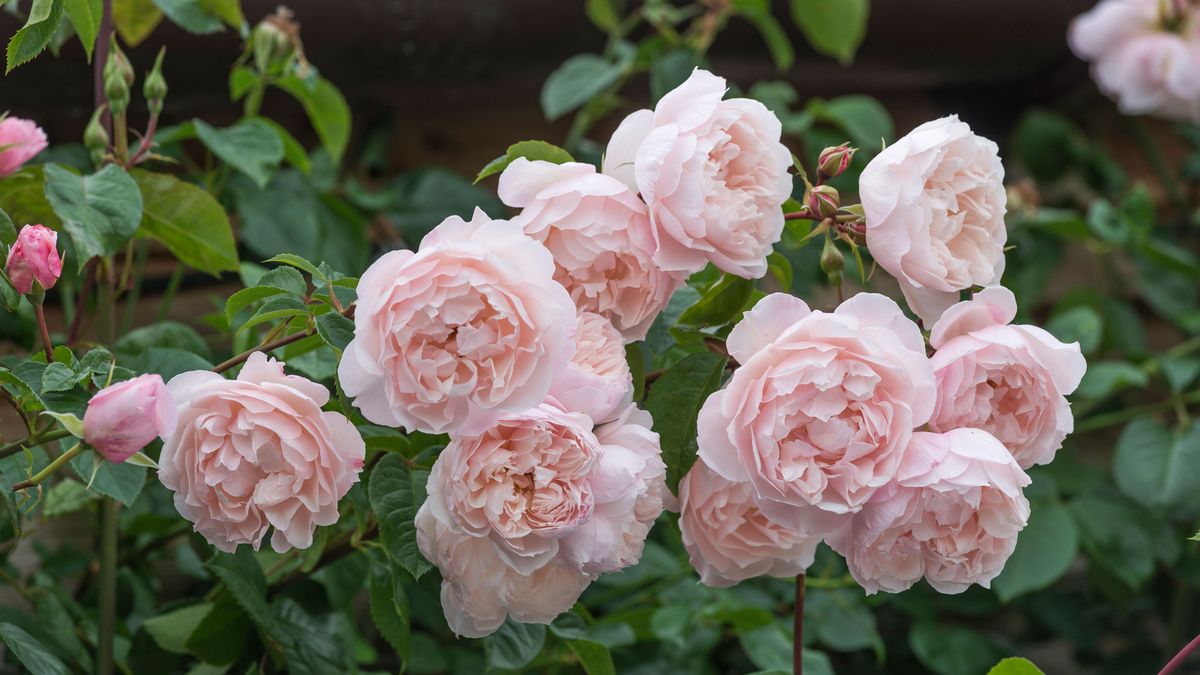 Roses are most popular flower on Instagram for summer 2022 | Gardeningetc