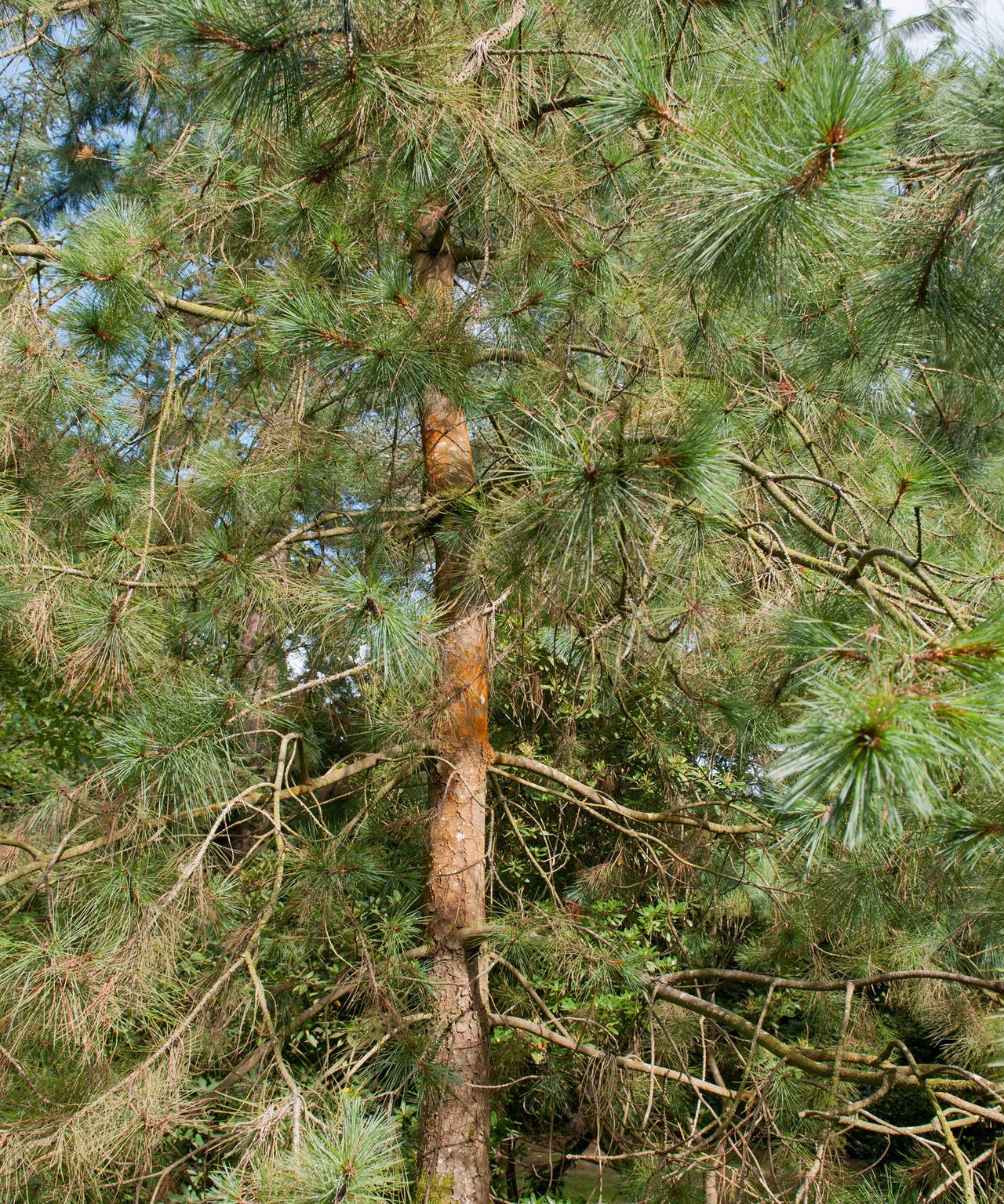 The best pine trees – 11 choices for yards of all sizes | Homes and Gardens