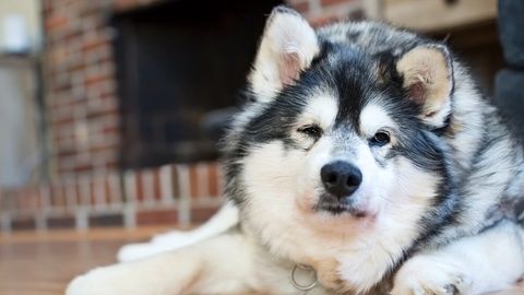Siberian Husky: Breed profile and information | PetsRadar