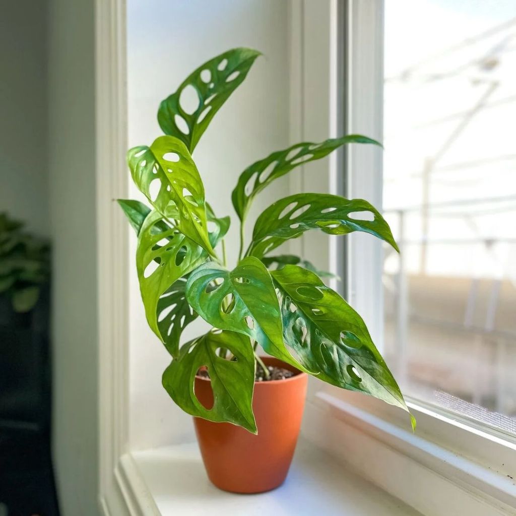 10 Indoor Climbing Plants That Will Help Elevate Your Home | Livingetc