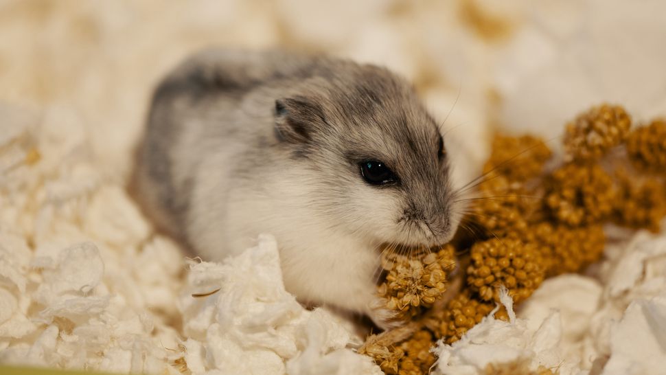 32 hamster care tips from a long-time hamster parent | PetsRadar