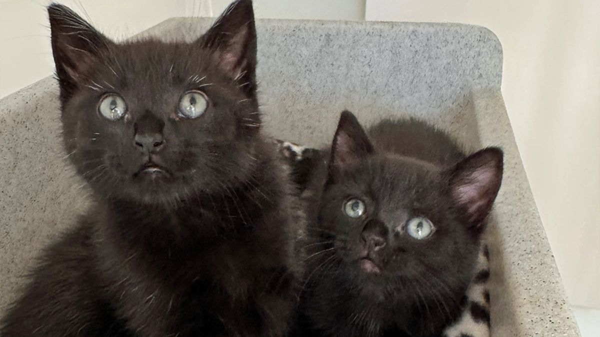 Kittens rescued from boiling water pipes on road to recovery | PetsRadar