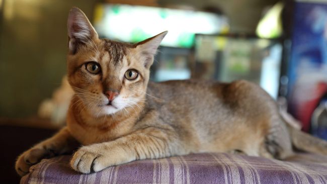 Hybrid cat breeds – and a few unusual breed mixes | PetsRadar