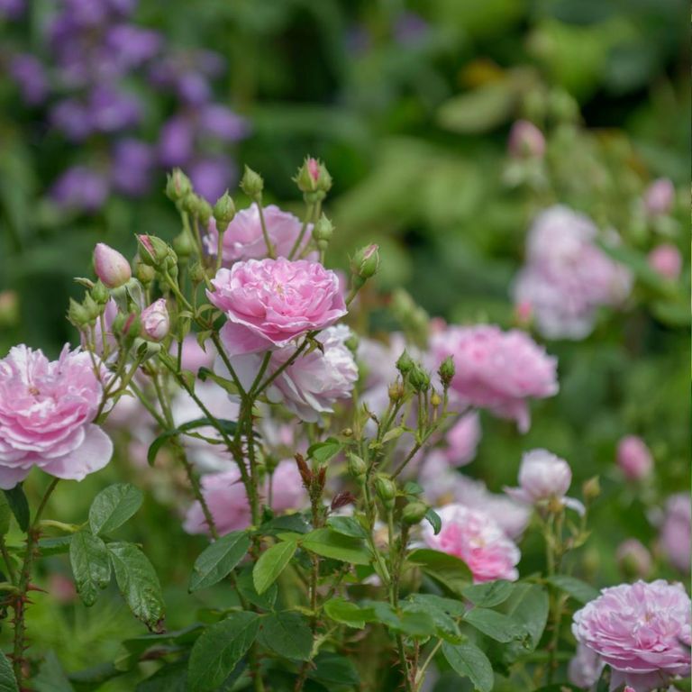 How to grow roses - an expert guide to perfect blooms | Ideal Home