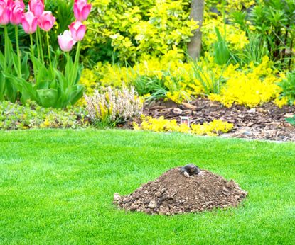 How to get rid of gophers: traps, barriers and repellents | Homes and ...