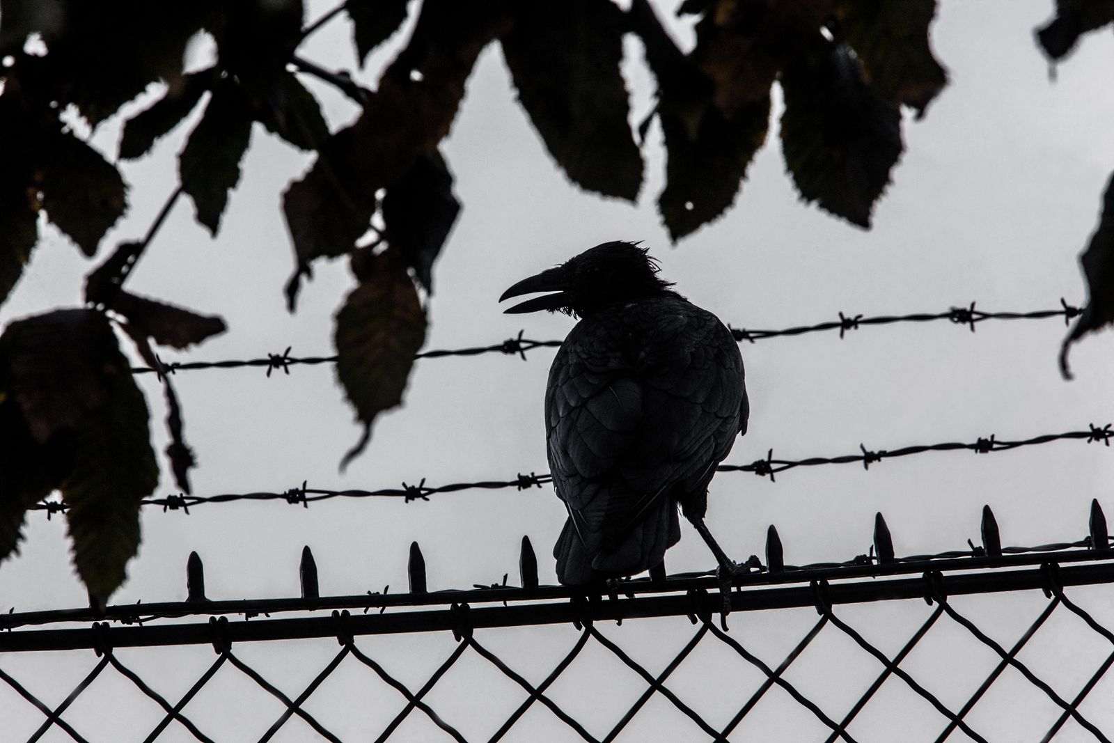 The secret life of urban crows | The Week