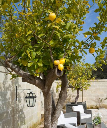 Citrus tree care and growing guide: tips for tasty fruits | Homes and ...